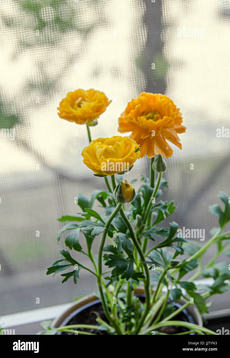 Yellow Ranunculus flowers at window, Ranunculaceae family. Genus ...