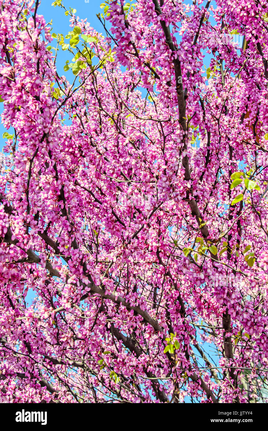 Violet tree flowers of Cercis siliquastrum, Judas tree outdoor Stock ...