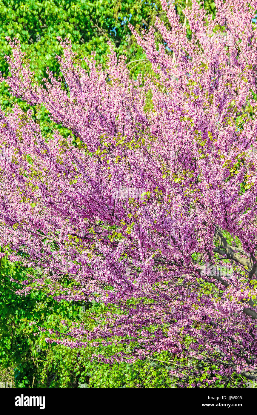 Violet tree flowers of Cercis siliquastrum, Judas tree outdoor Stock ...