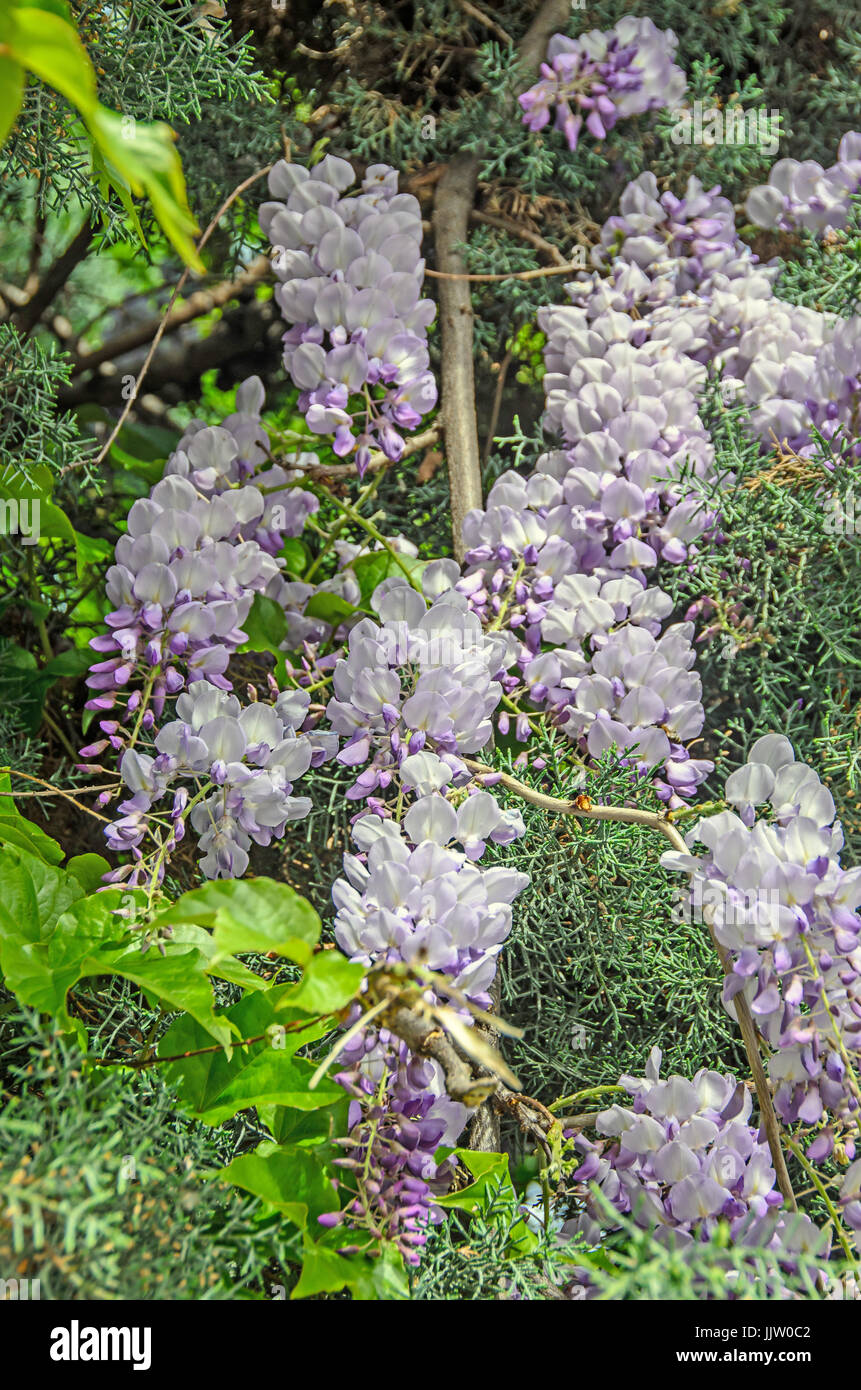 Mauve violet Wisteria bush climbing flowers, outdoor close up, Fabaceae ...