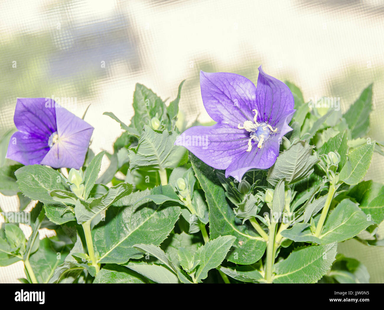 Platycodon grandiflorus astra blue, balloon flower with buds and green ...