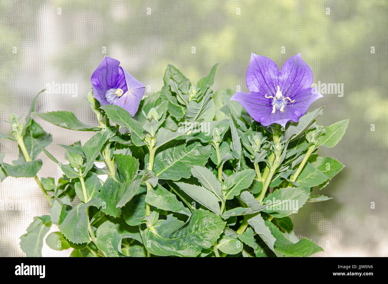 Platycodon grandiflorus astra blue, balloon flower with buds and green ...