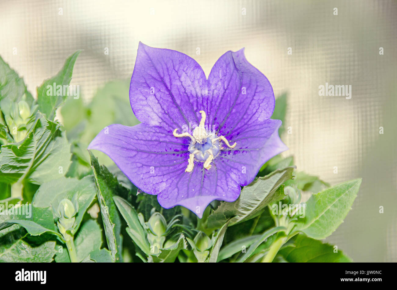 Platycodon grandiflorus astra blue, balloon flower with buds and green ...