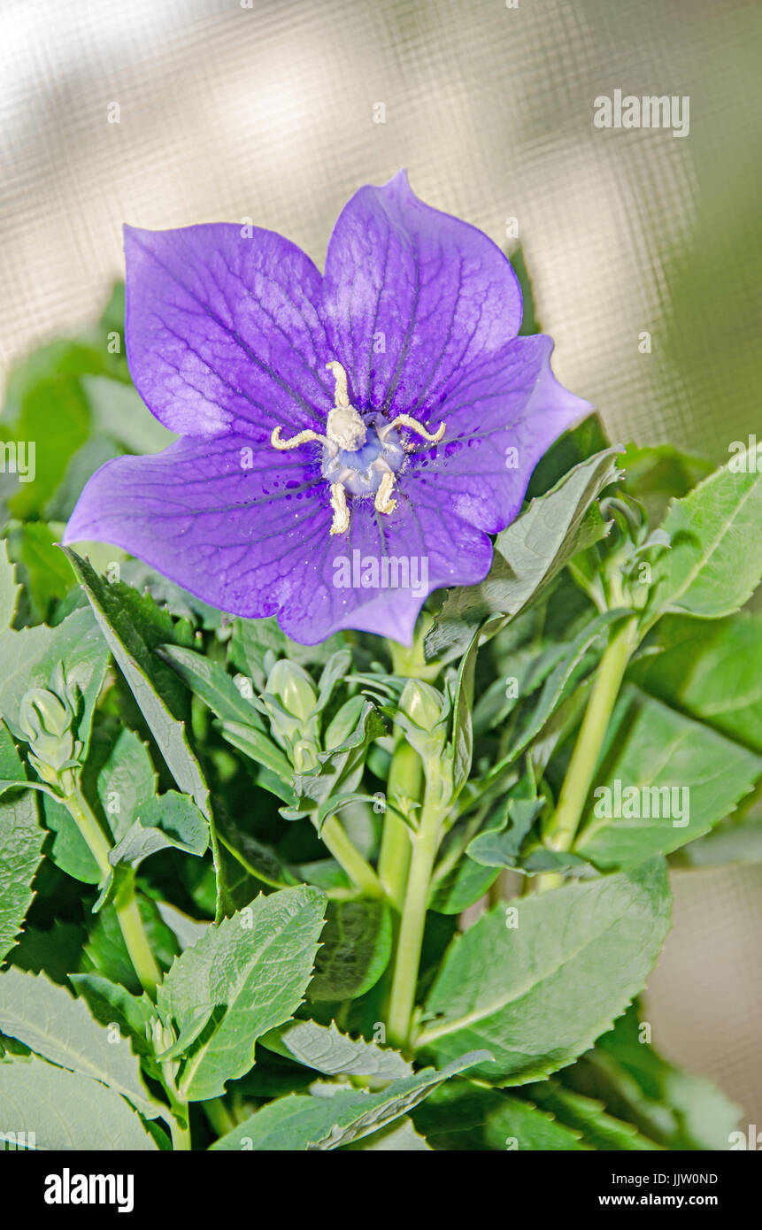 Platycodon grandiflorus astra blue, balloon flower with buds and green ...