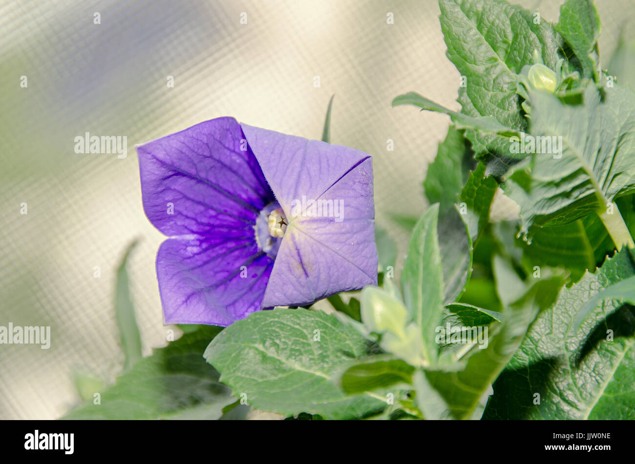 Platycodon grandiflorus astra blue, balloon flower with buds and green ...