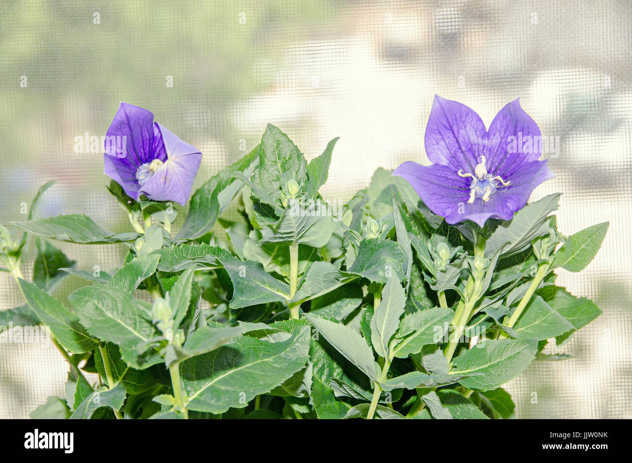 Platycodon grandiflorus astra blue, balloon flower with buds and green ...