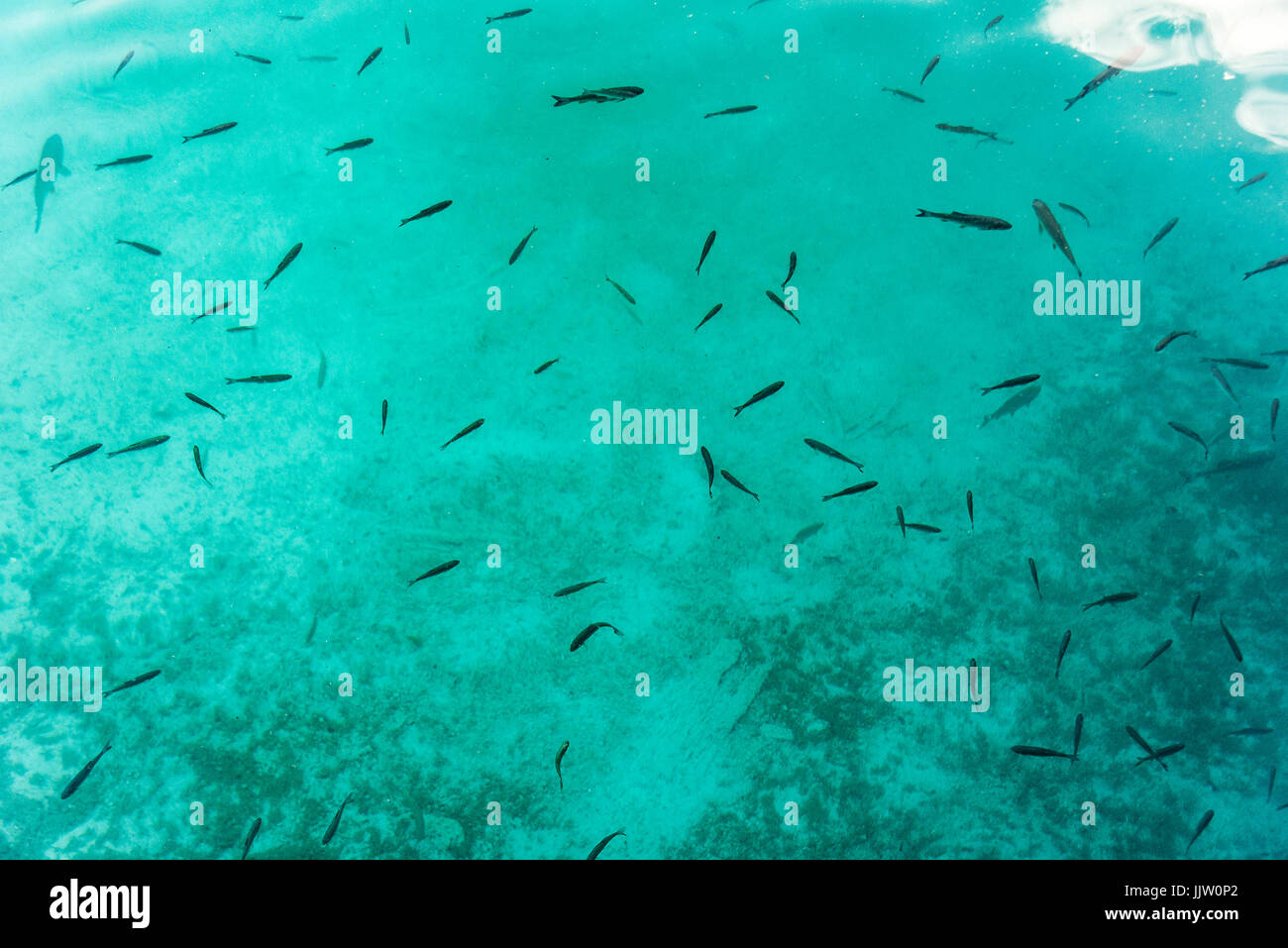 Freshwater fish in clear clear water Stock Photo - Alamy