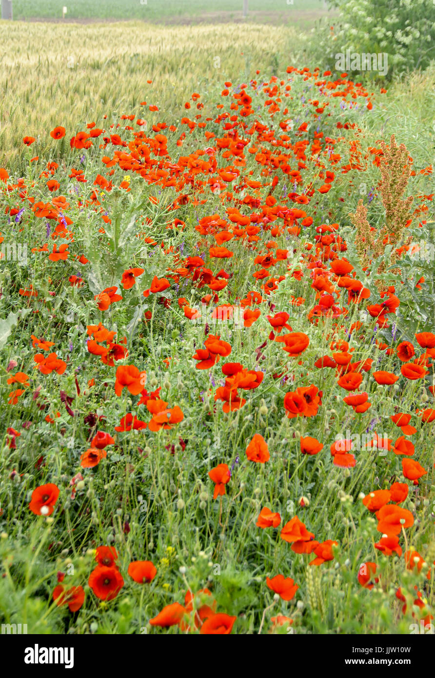 Red wild flowers of Papaver rhoeas (corn poppy, corn rose, field poppy ...