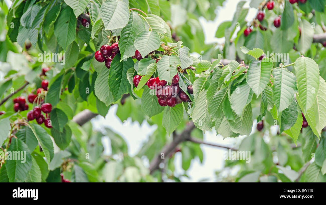 Dark red cherries fruits, tree cherry with green leaves and branches ...
