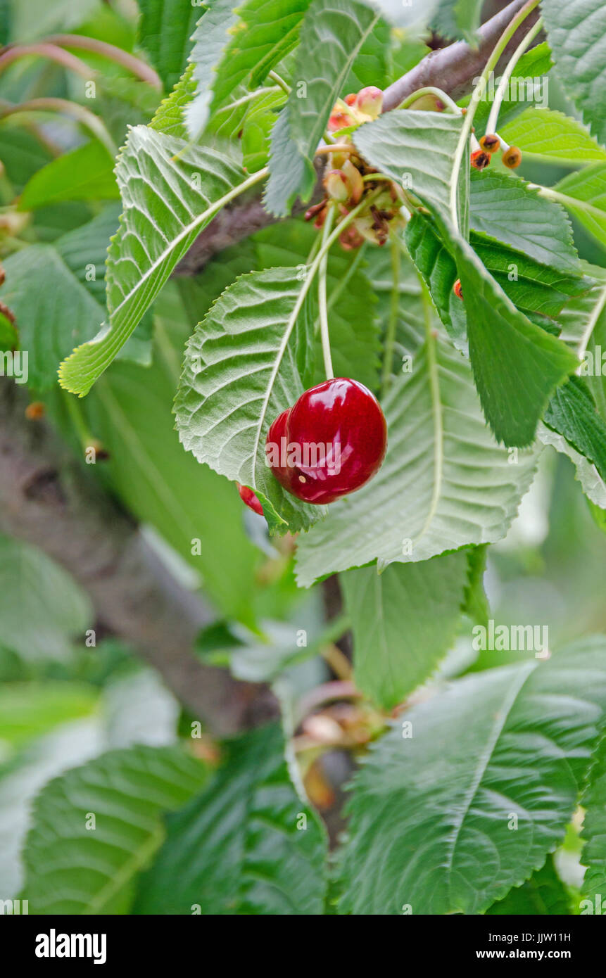 Dark red cherries fruits, tree cherry with green leaves and branches ...