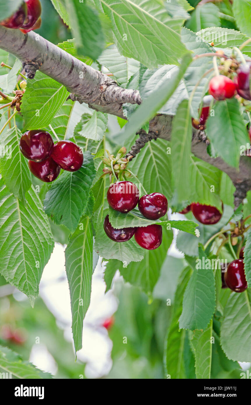 Dark red cherries fruits, tree cherry with green leaves and branches ...