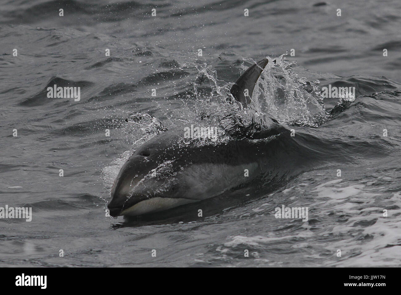 Pacific White Sided Dolphin surfing Stock Photo - Alamy