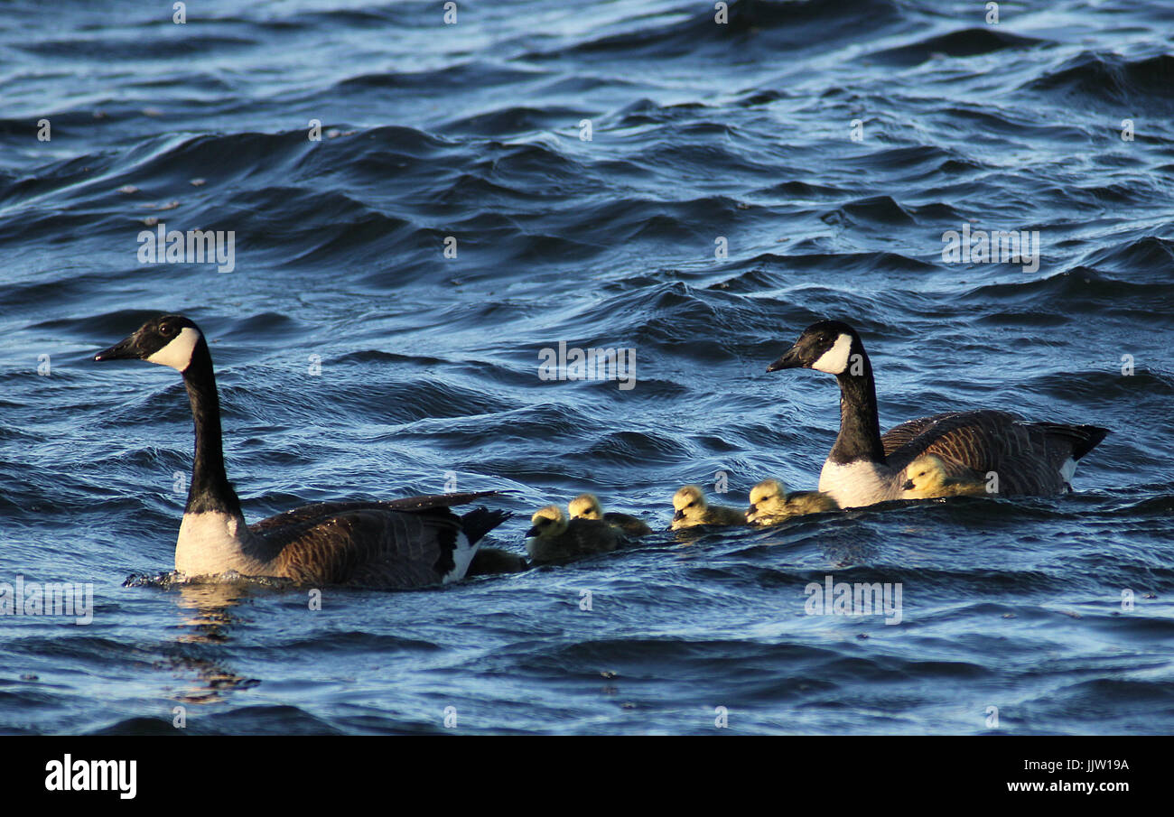 A family of geese swimming in the ocean near Nanaimo, British Columbia ...
