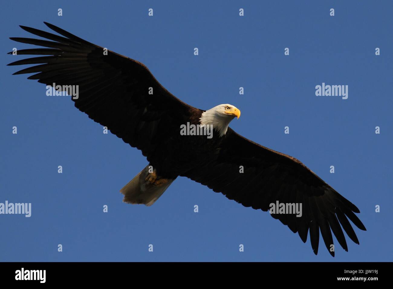 Bald eagle swooping hi-res stock photography and images - Alamy
