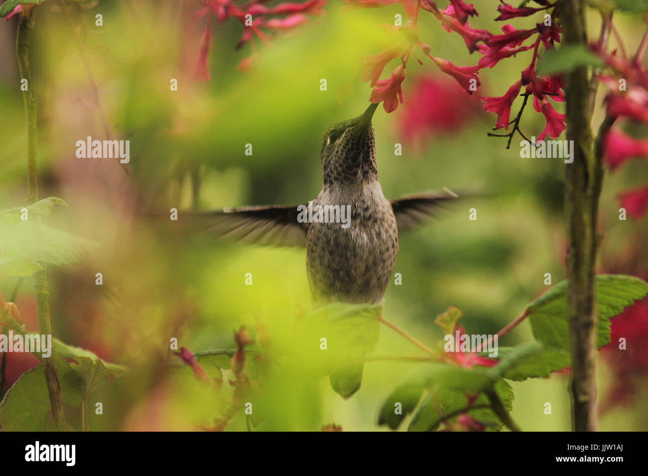 Anna's Hummingbird sipping nectar from a flower in Thunderbird Park ...