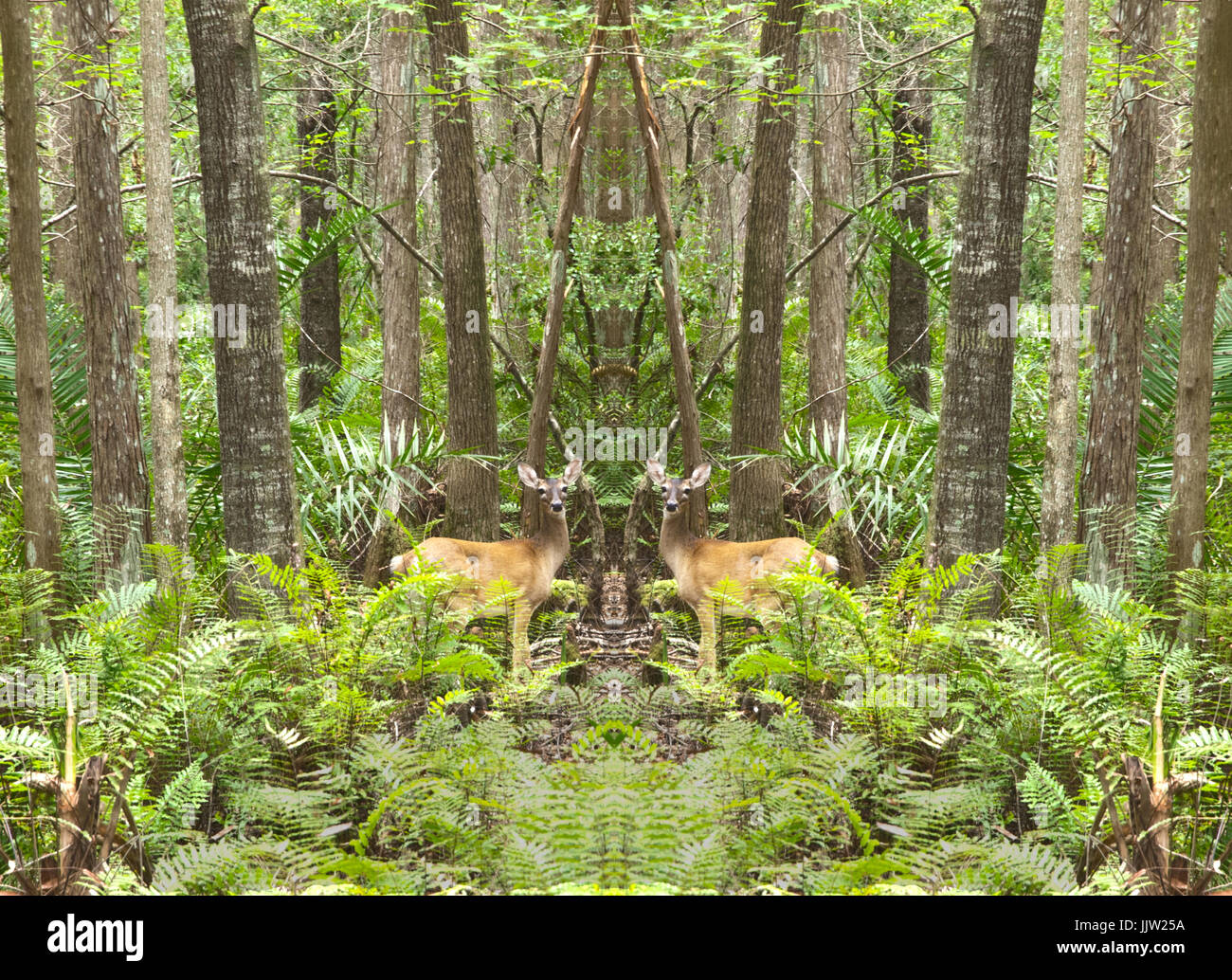Deer in forest oak tree hi-res stock photography and images - Alamy