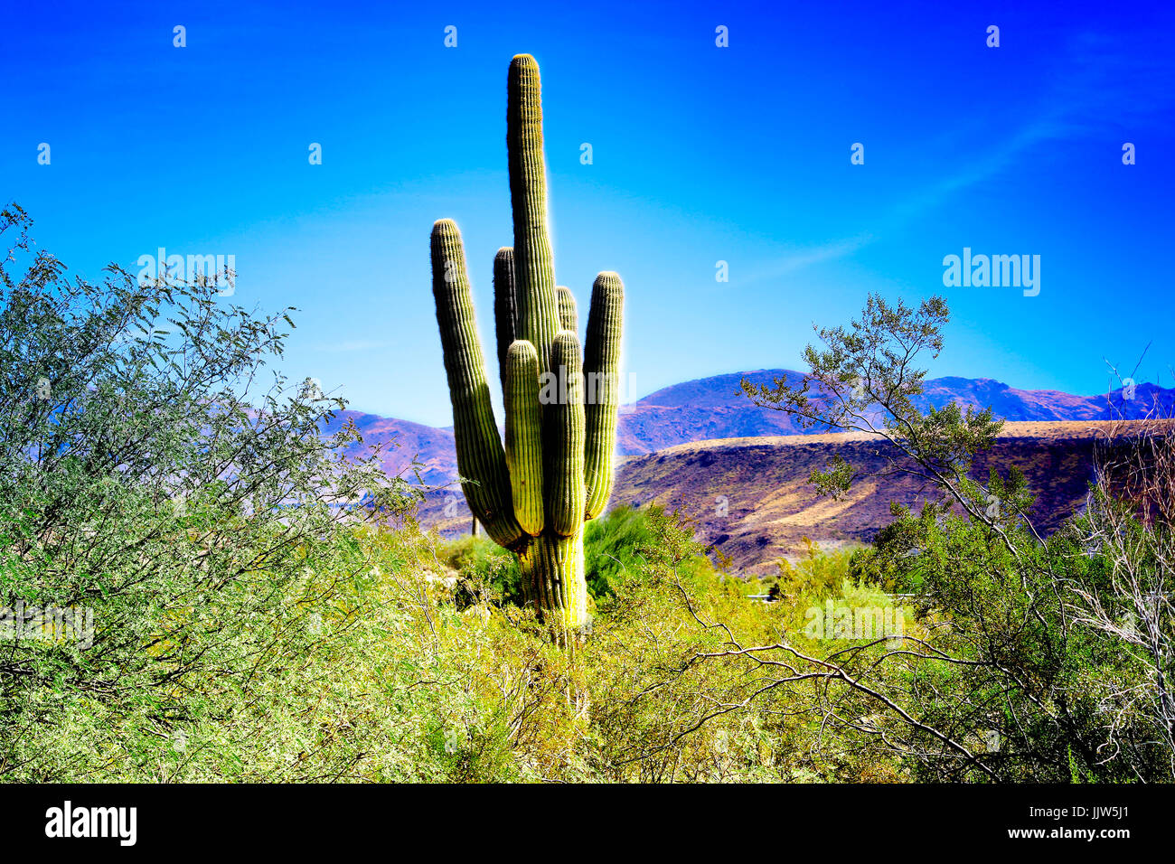 Mighty Cactus of Phoenix Stock Photo - Alamy