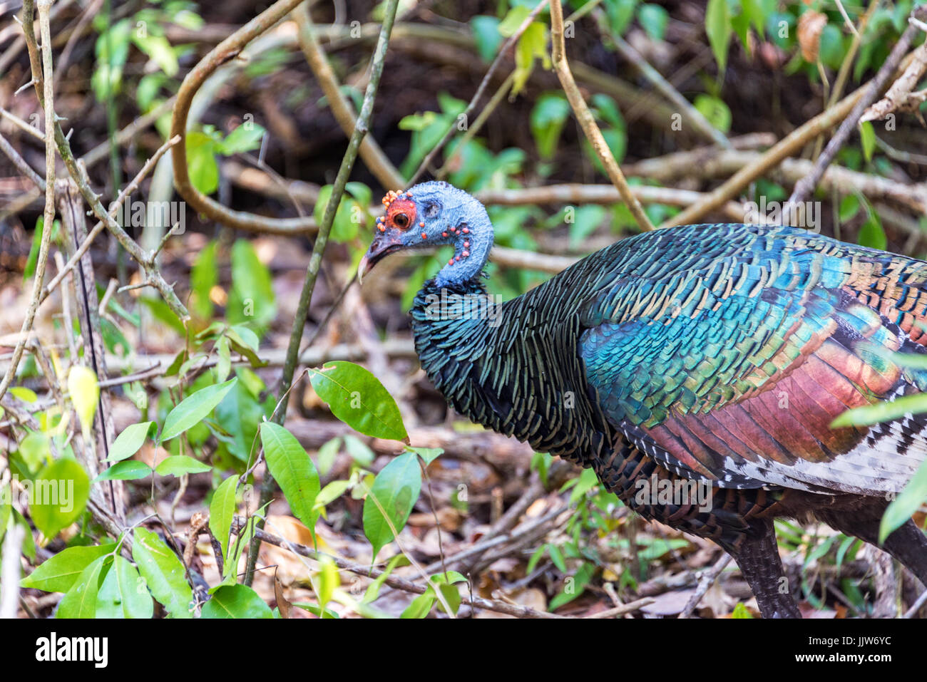 Ocellated turkey in the jungle in the Calakmul Biosphere Reserve in ...
