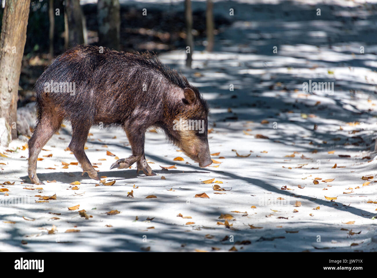 Campeche jungle hi-res stock photography and images - Alamy