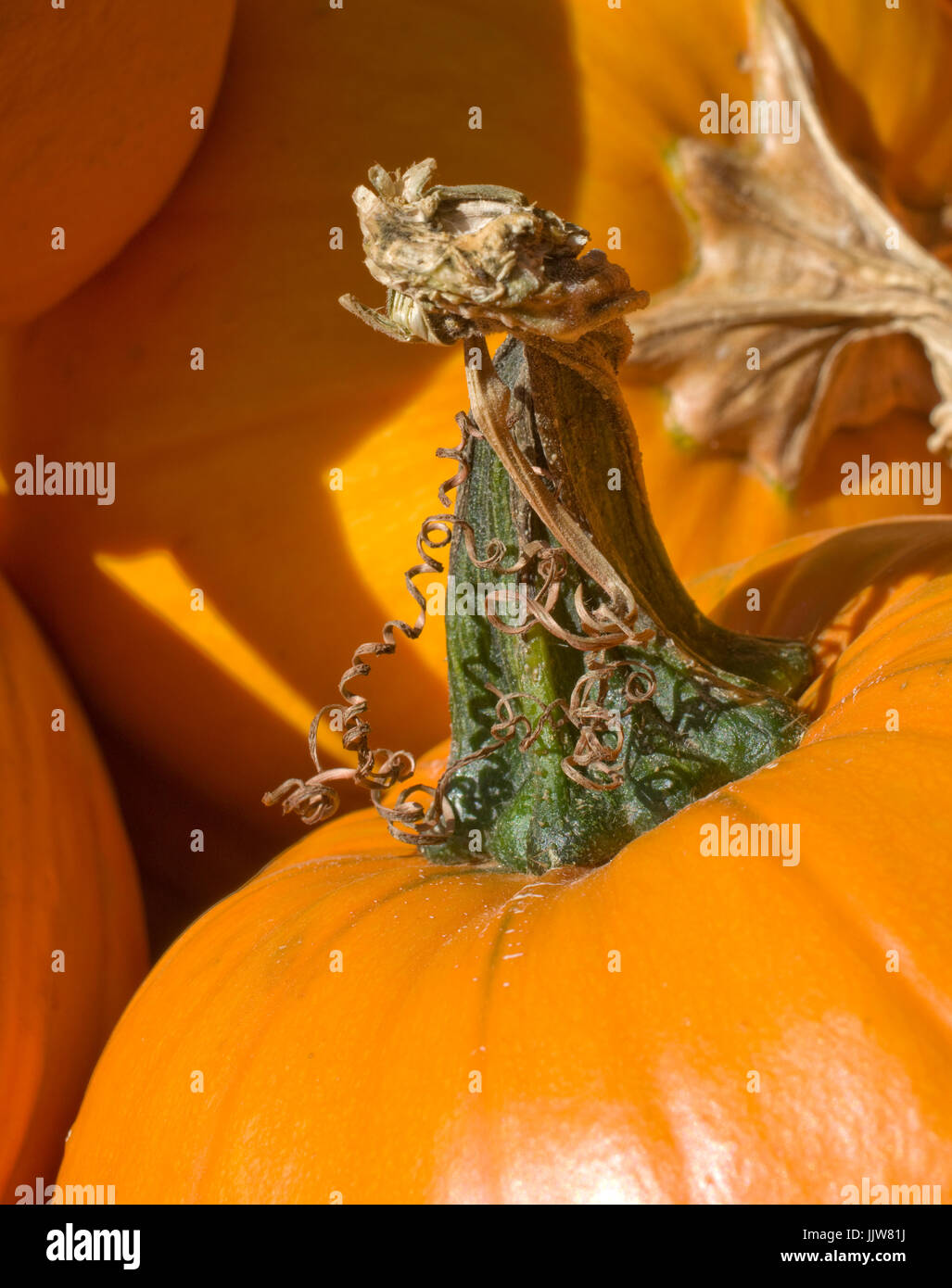 Cucurbita stem hi-res stock photography and images - Alamy