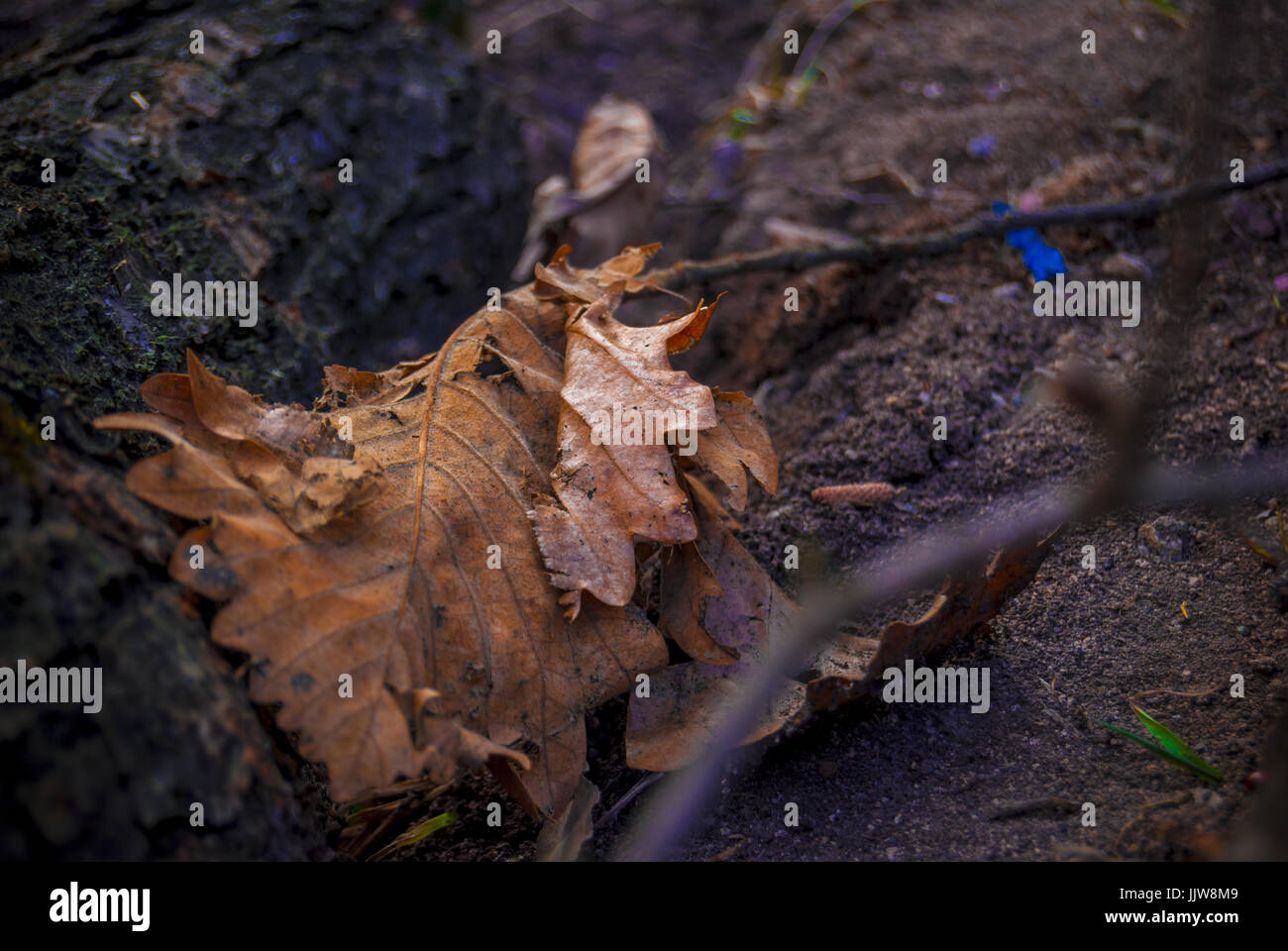 Highland oak tree with snow hi-res stock photography and images - Alamy