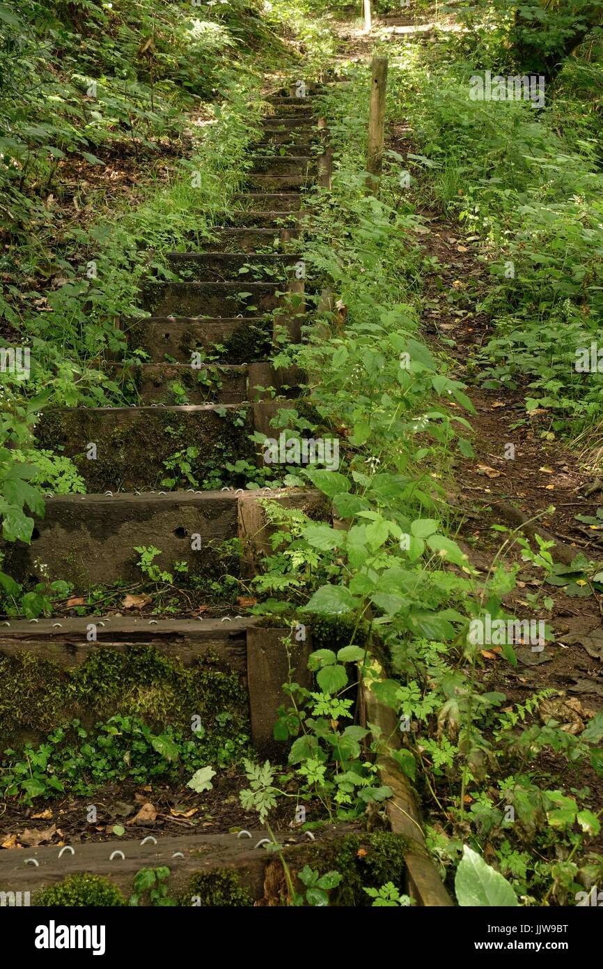 Wooden steps in Consall Nature Park Stock Photo - Alamy