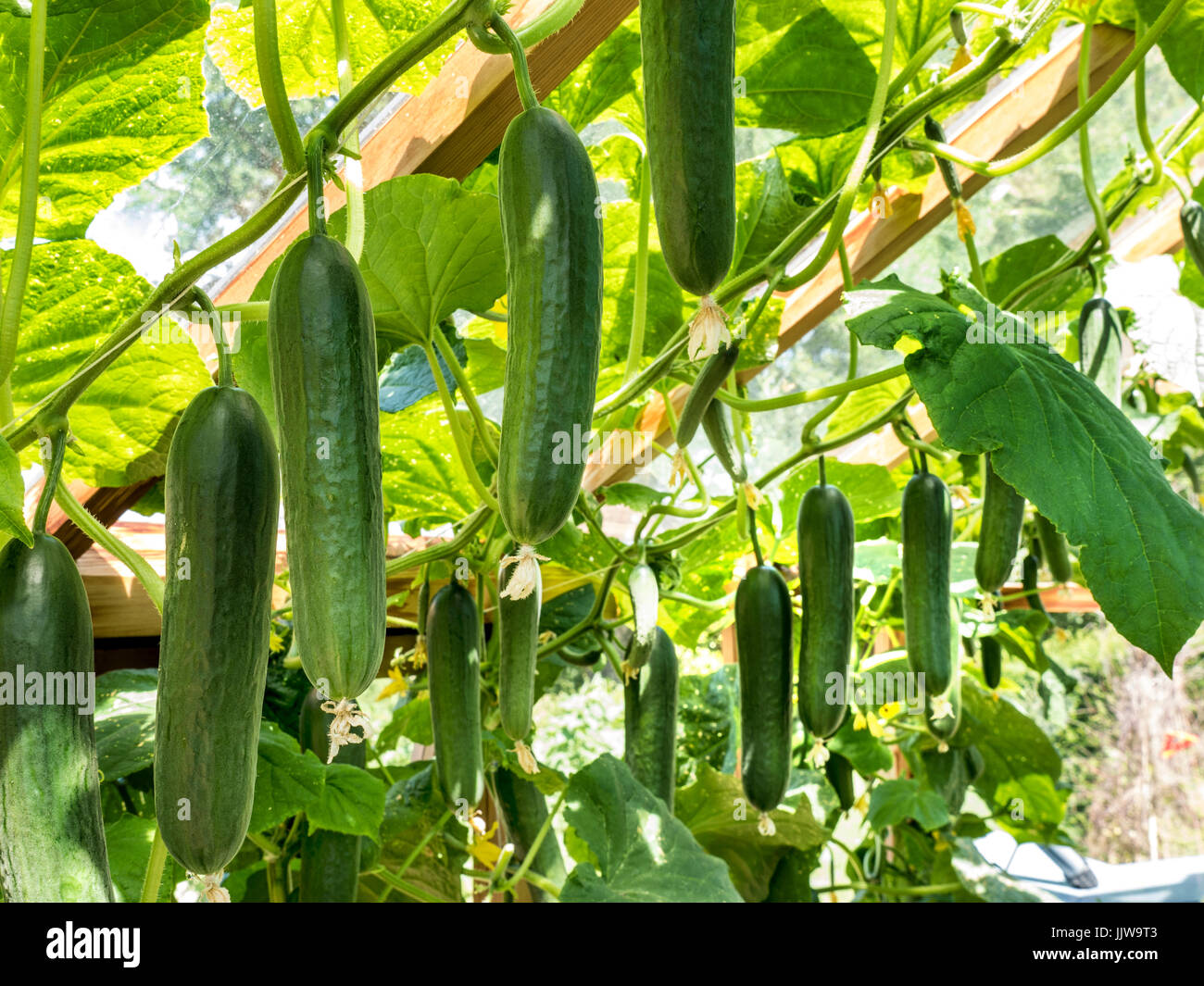 Cucumis Sativus Socrates Stock Photos & Cucumis Sativus Socrates Stock ...