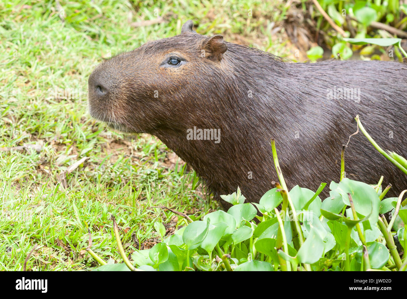 A capybara basking in the sun Stock Photo - Alamy
