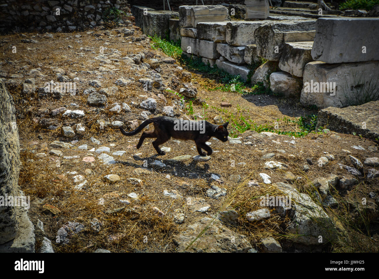 Ancient wild cat hi-res stock photography and images - Alamy
