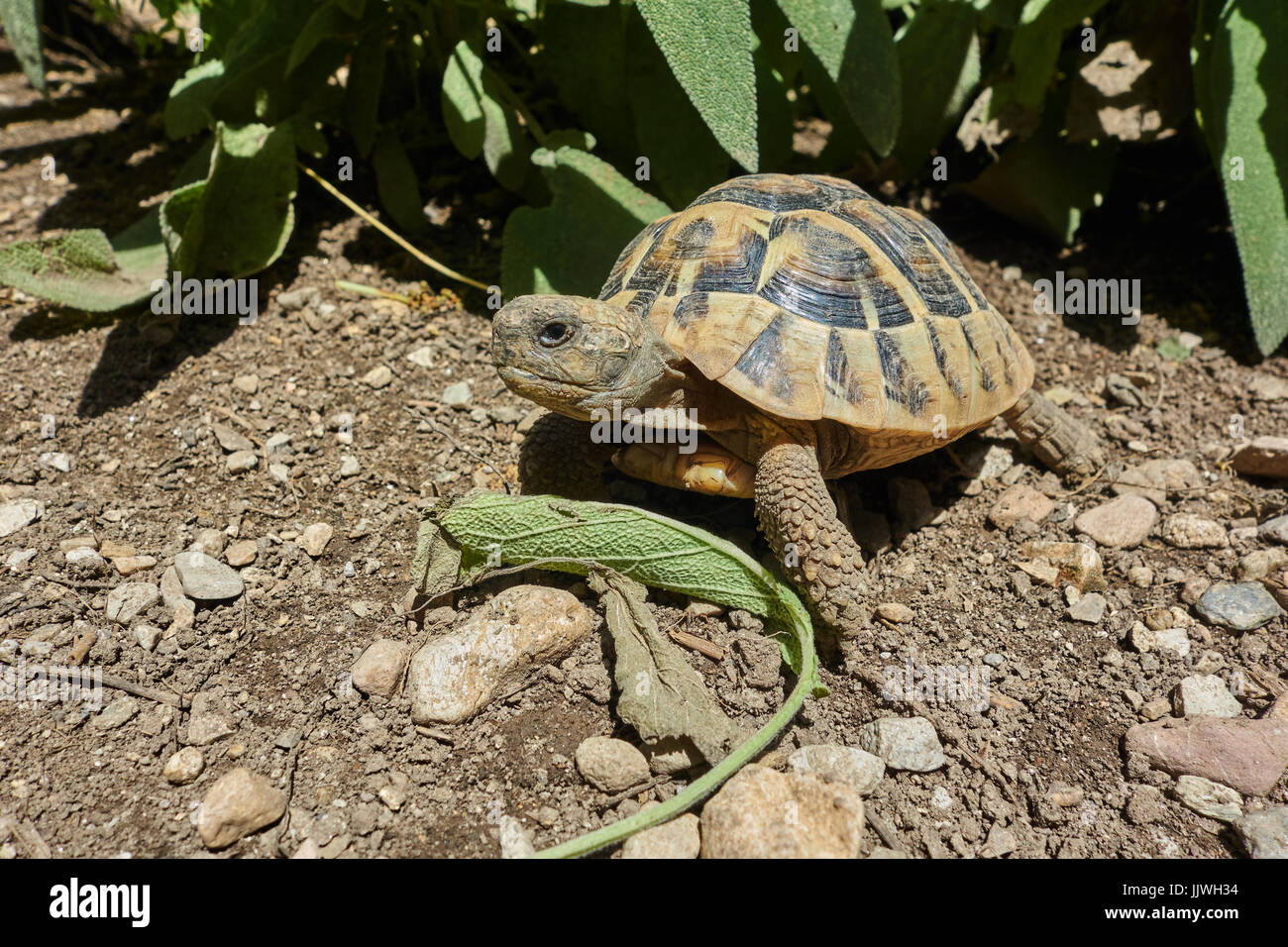 Pet tortoise hi-res stock photography and images - Alamy