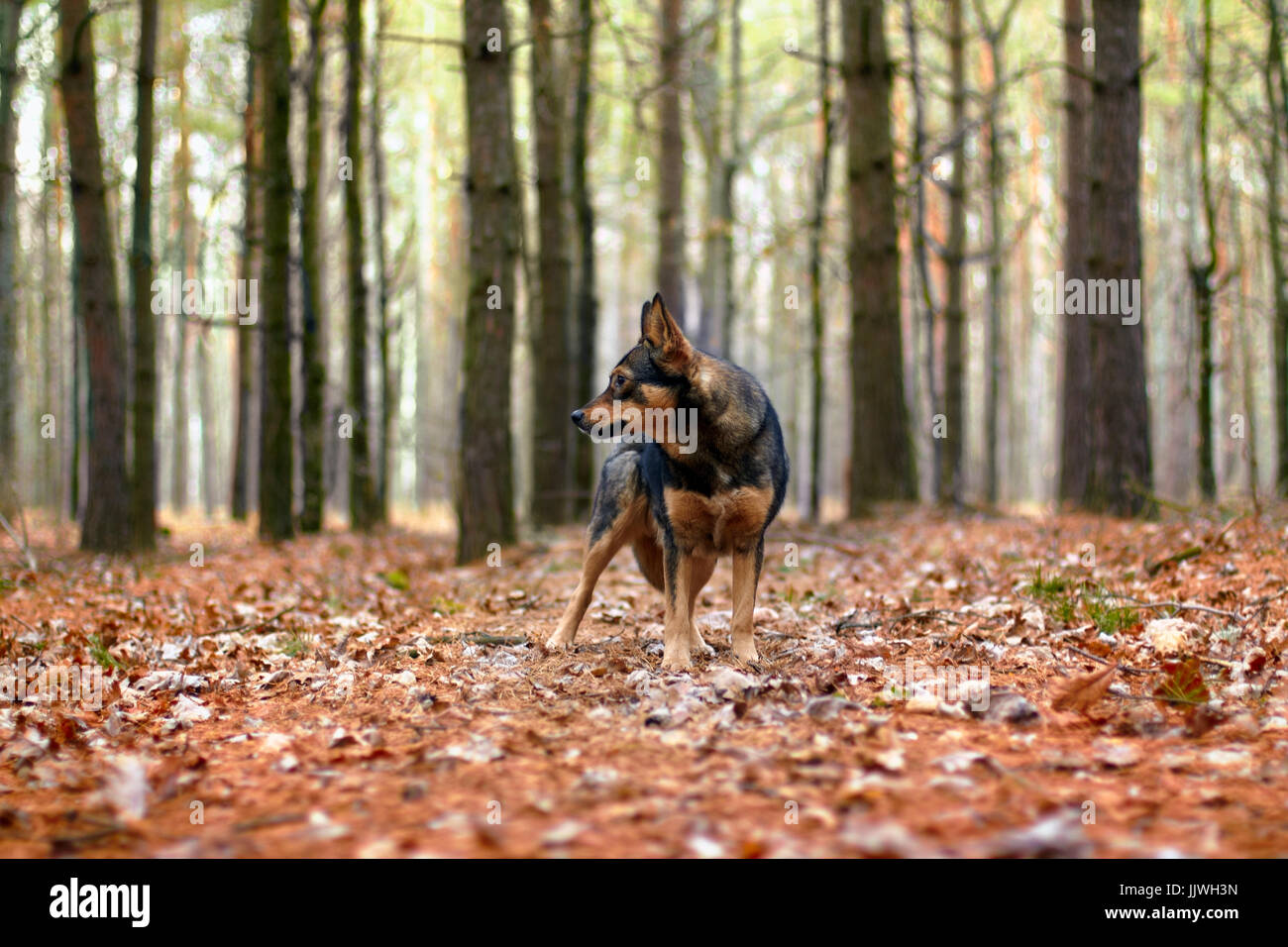 Dog and woods and summer hi-res stock photography and images - Alamy