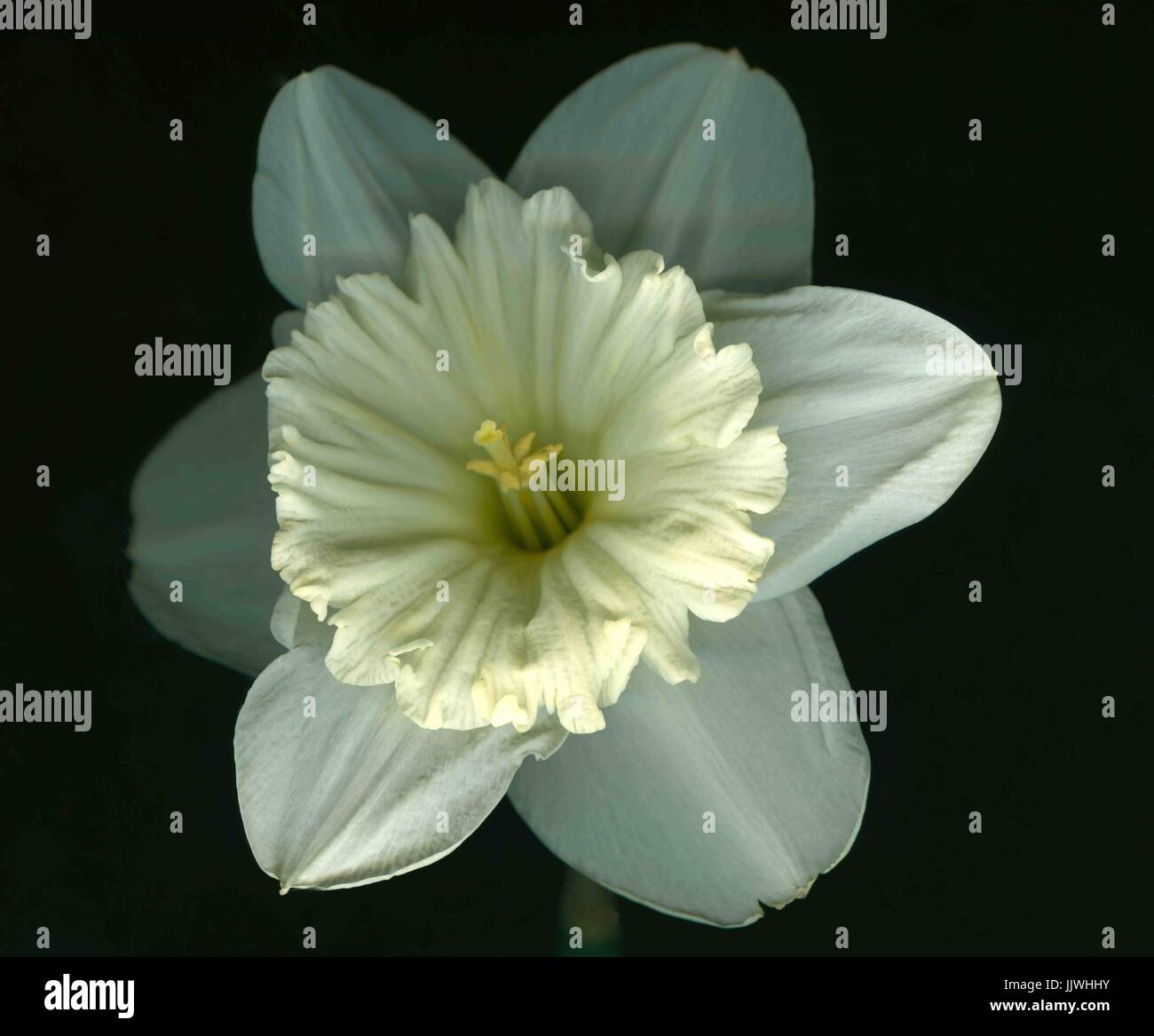 Yellow flower against a black background hi-res stock photography and ...