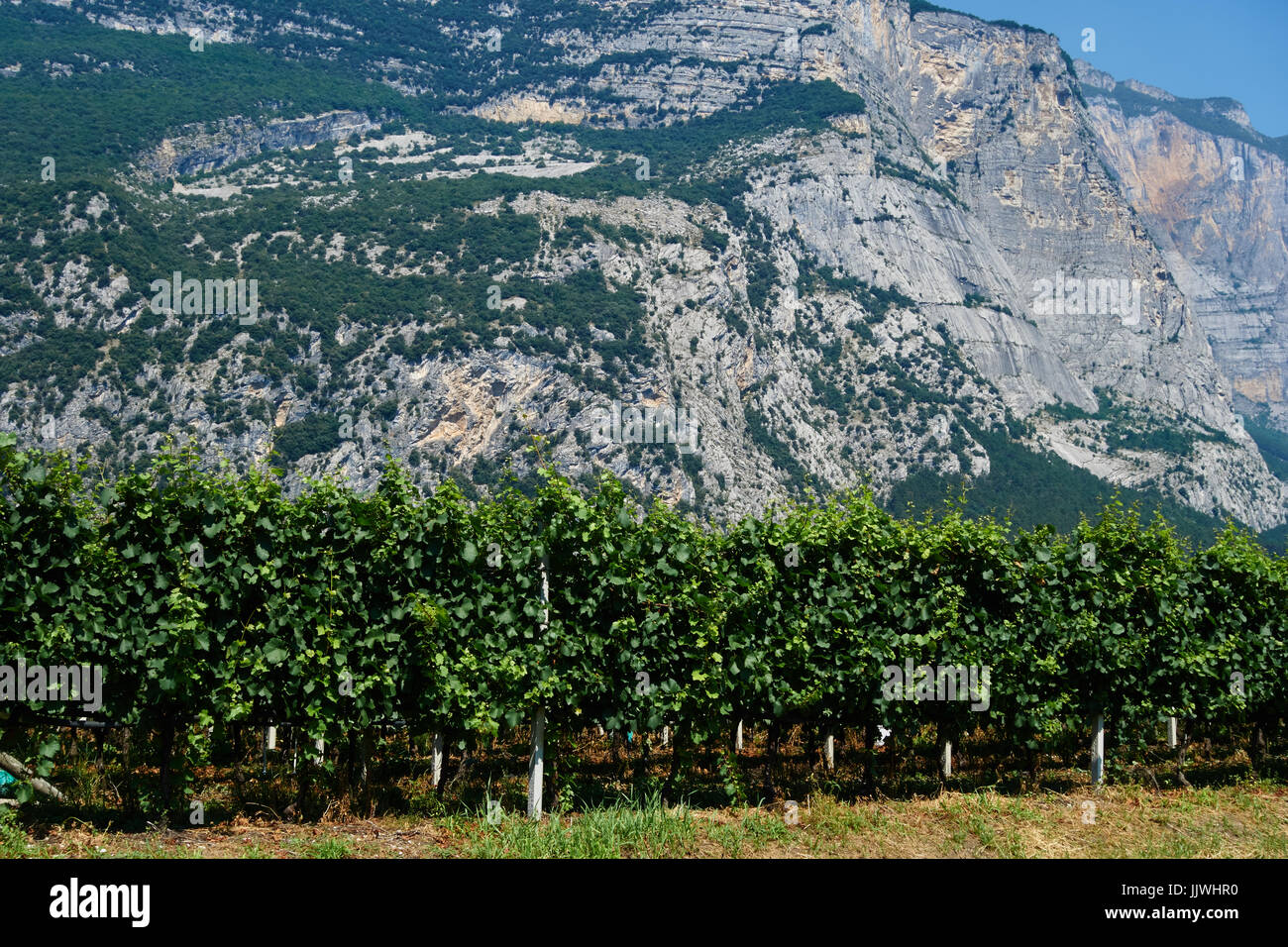 Fields of grapes. Northern Italy Stock Photo - Alamy