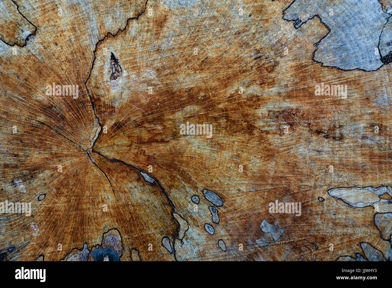 cut tree trunk with patterns inside. Italy Stock Photo - Alamy