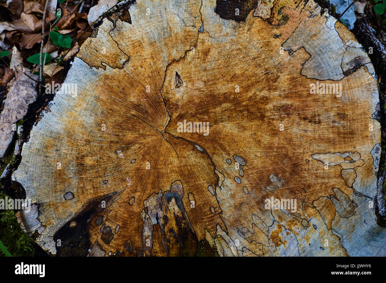 Fungal patterns hi-res stock photography and images - Alamy