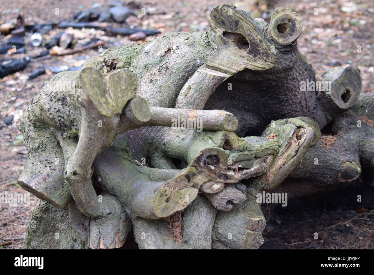 Gnarl of roots Stock Photo - Alamy