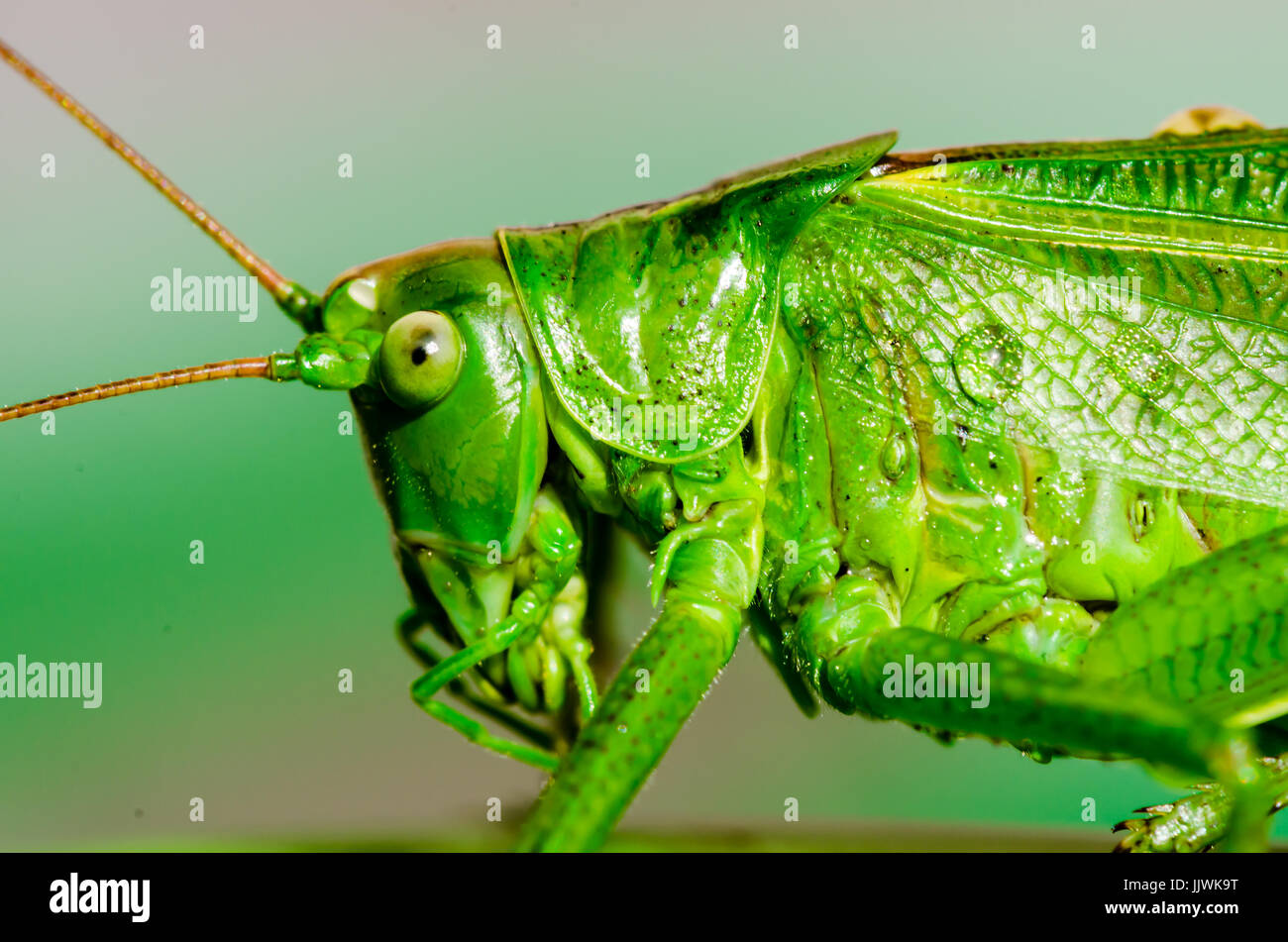 Extreme close-up macro of green grasshopper (Tettigonia viridissima ...