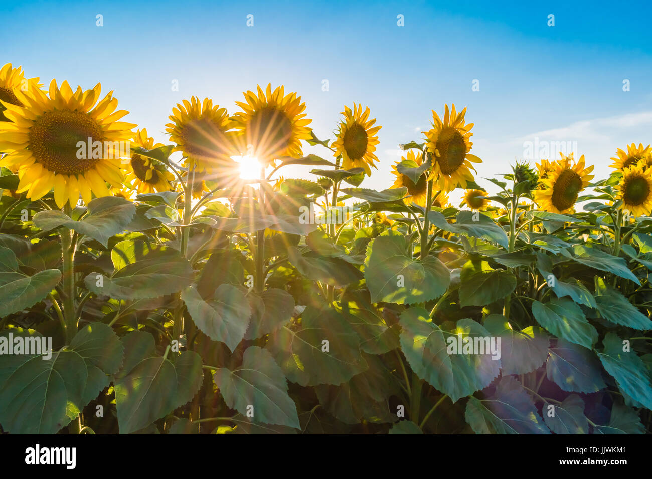Sunset visible thru sunflowers on field. Sun on blue clean sky with ...
