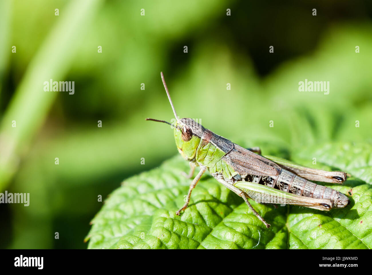 Macro shot of big green grasshopper. Grashopper is sitting on the fresh ...