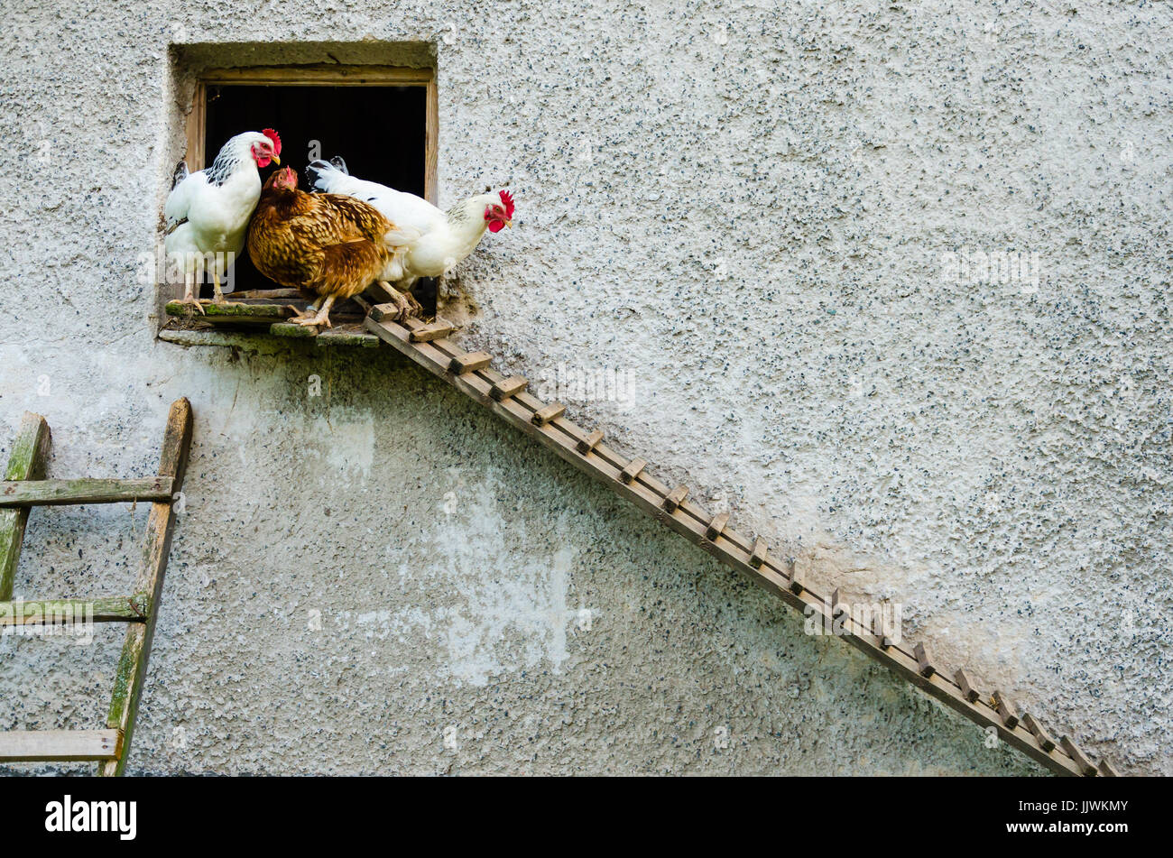 Two white hens and one red hen leaving coop and climb down the ladder ...