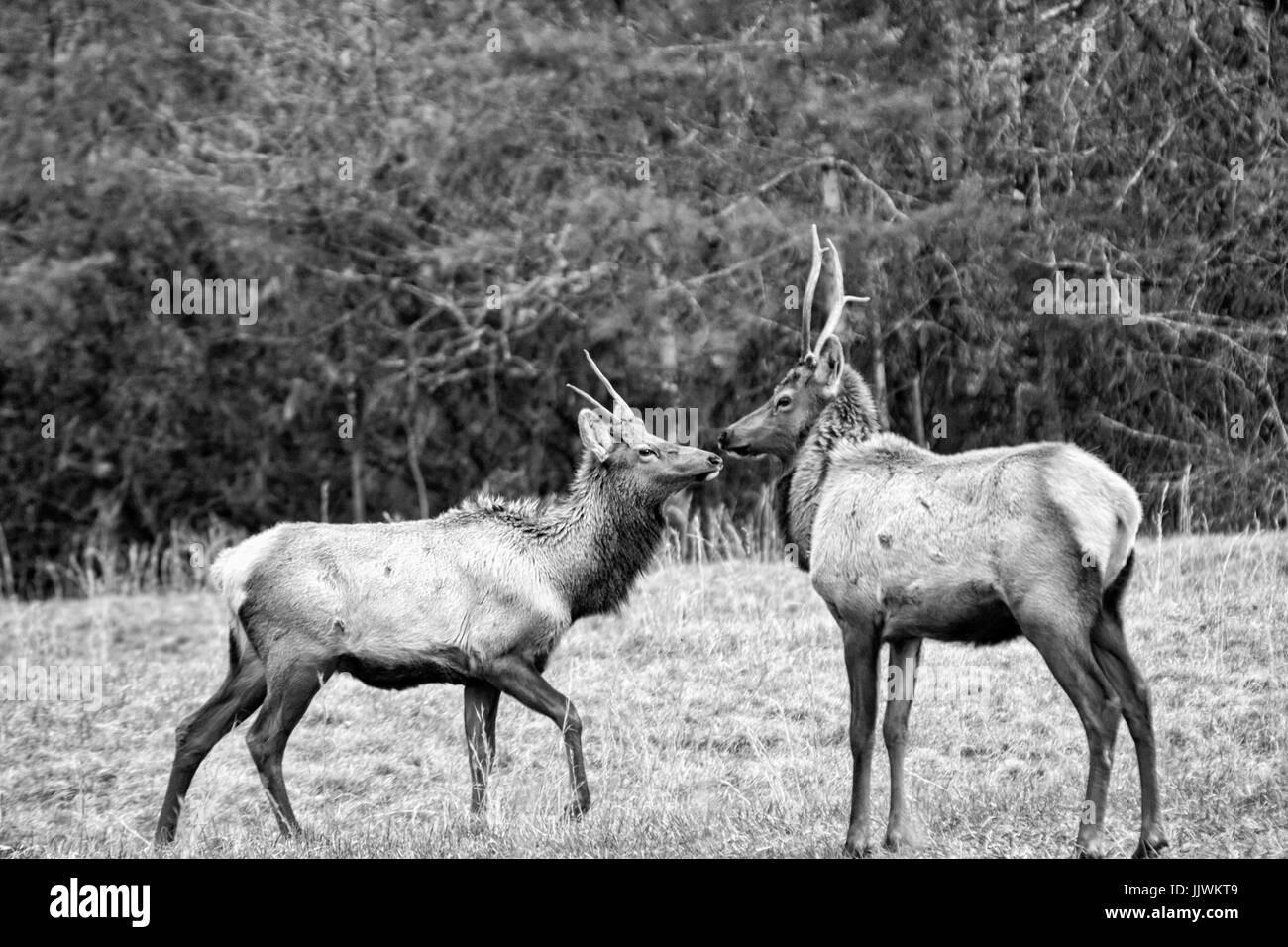 Manitobensis hi-res stock photography and images - Alamy