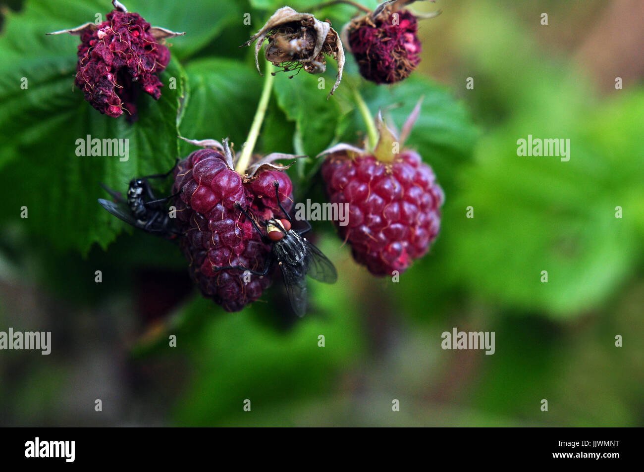 Fly on a raspberry Stock Photo - Alamy