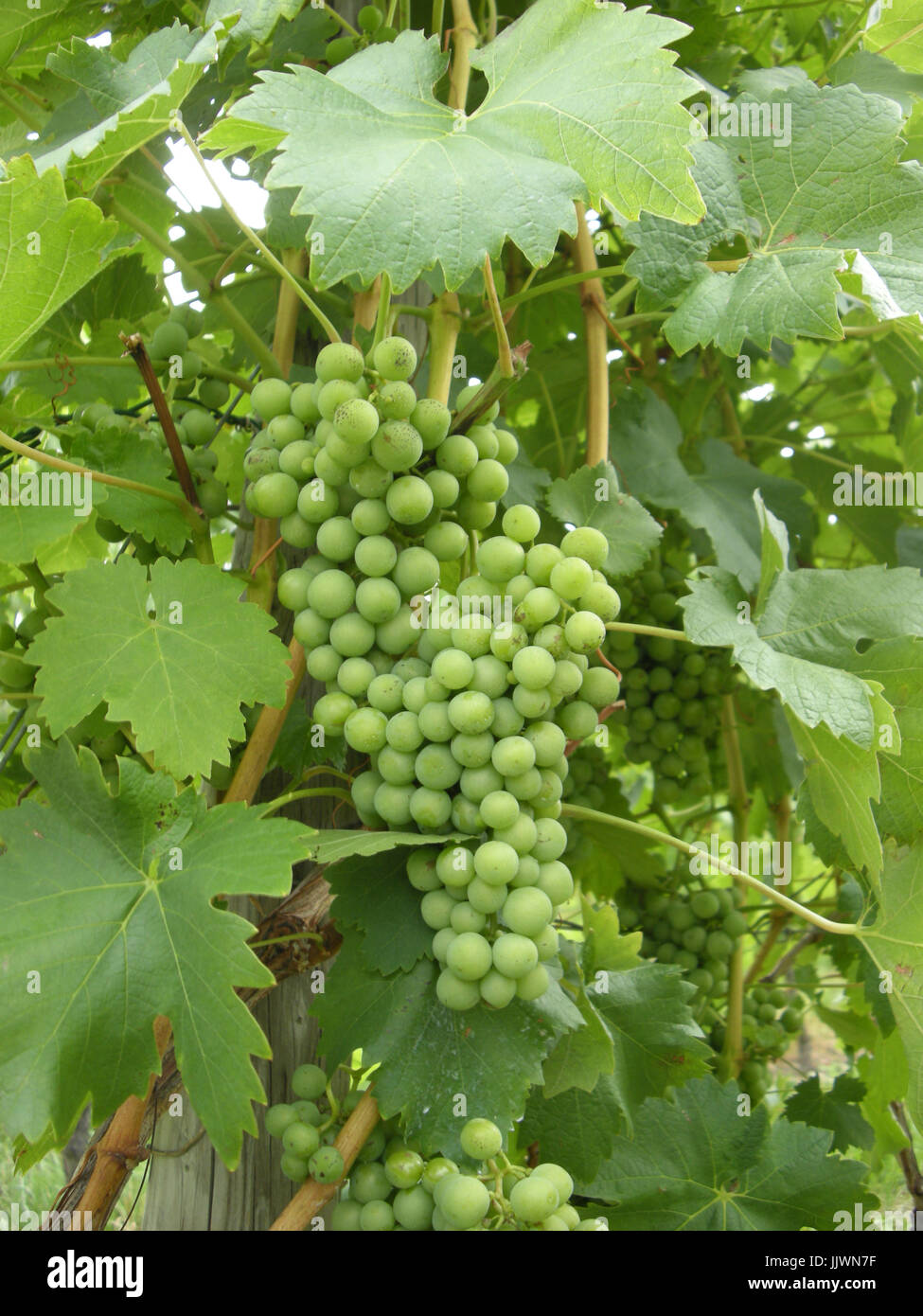 Bunches of ripen grapes in autumn Stock Photo - Alamy