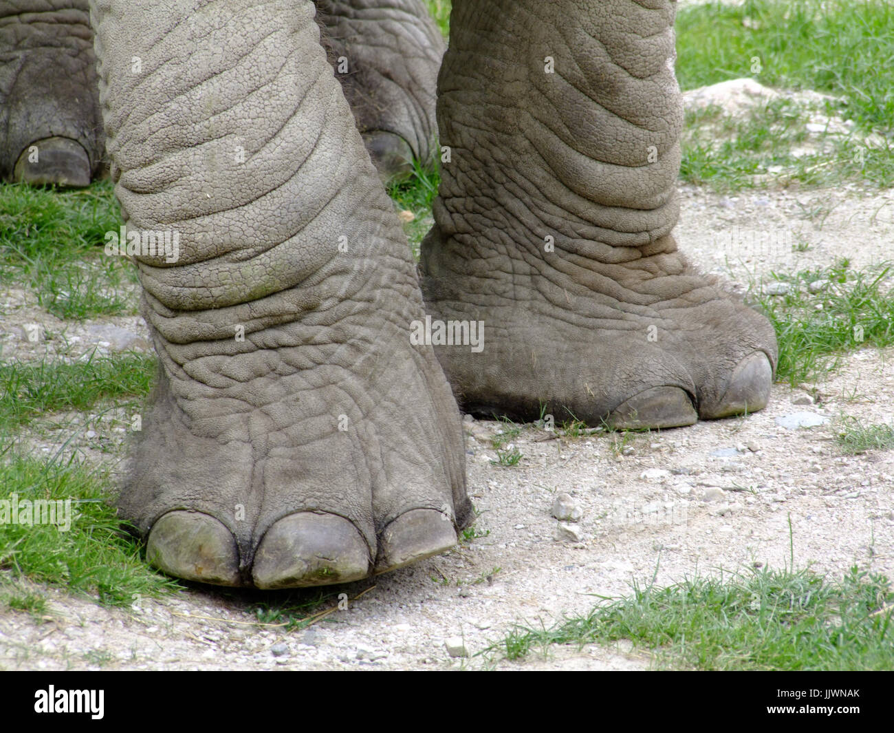 Elephant legs in detail on natural background Stock Photo - Alamy