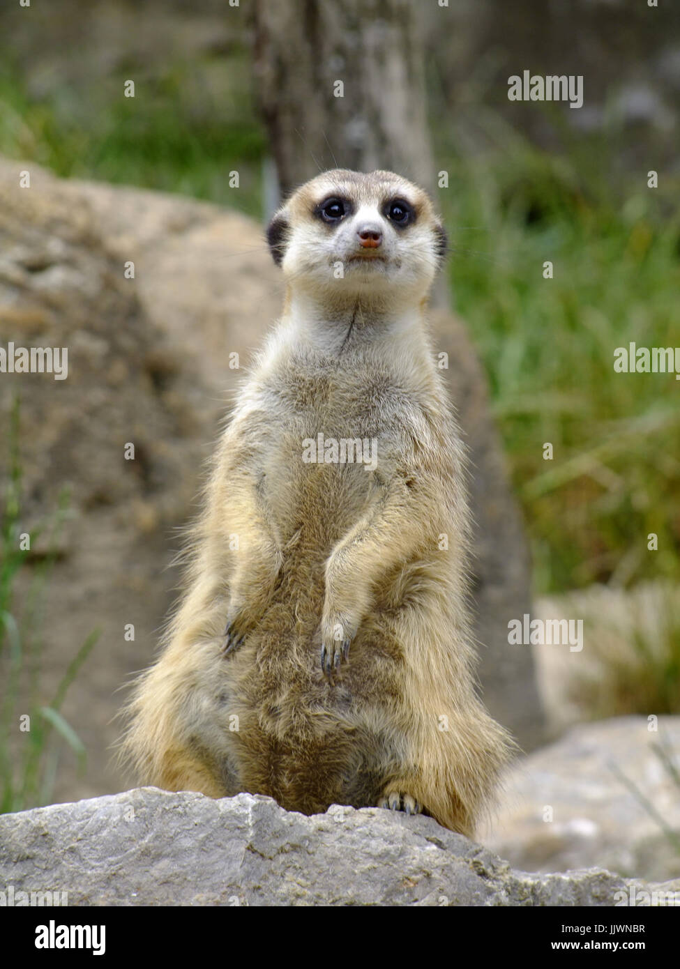 Meerkat Watching Scientific Classification: Suricata Suricatta Stock ...