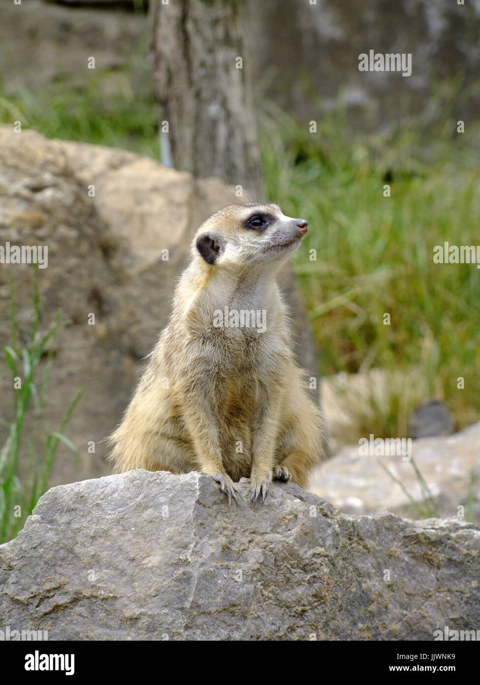 Scientific classification hi-res stock photography and images - Alamy