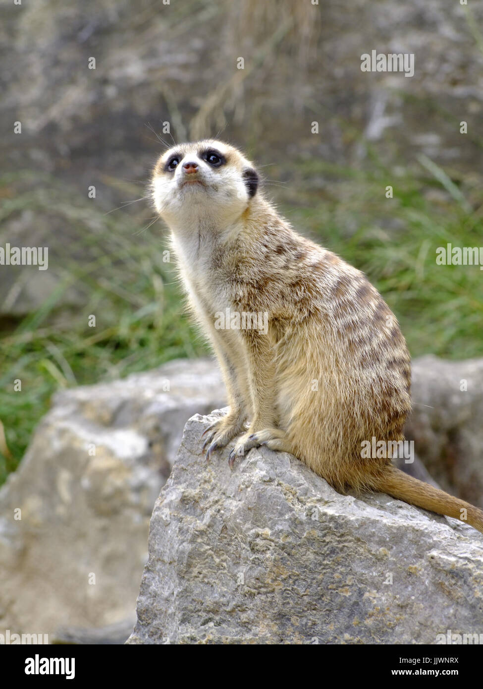 Meerkat Watching Scientific Classification: Suricata Suricatta Stock ...