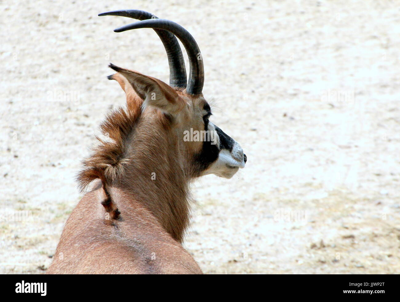 African Roan antelope calf (Hippotragus equinus Stock Photo - Alamy