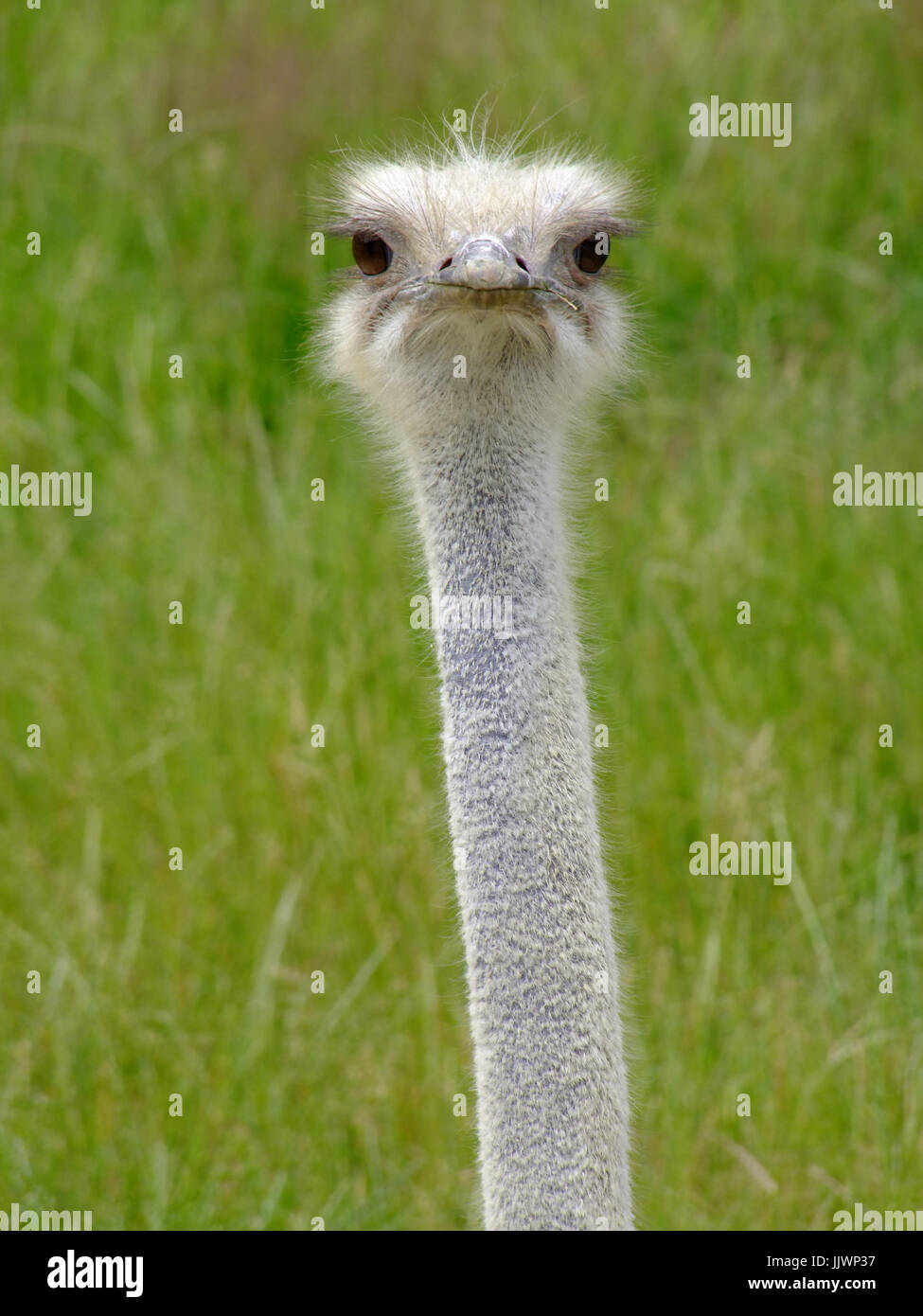 Ostrich Nandou (Rhea Americana), headshot with natural background Stock ...