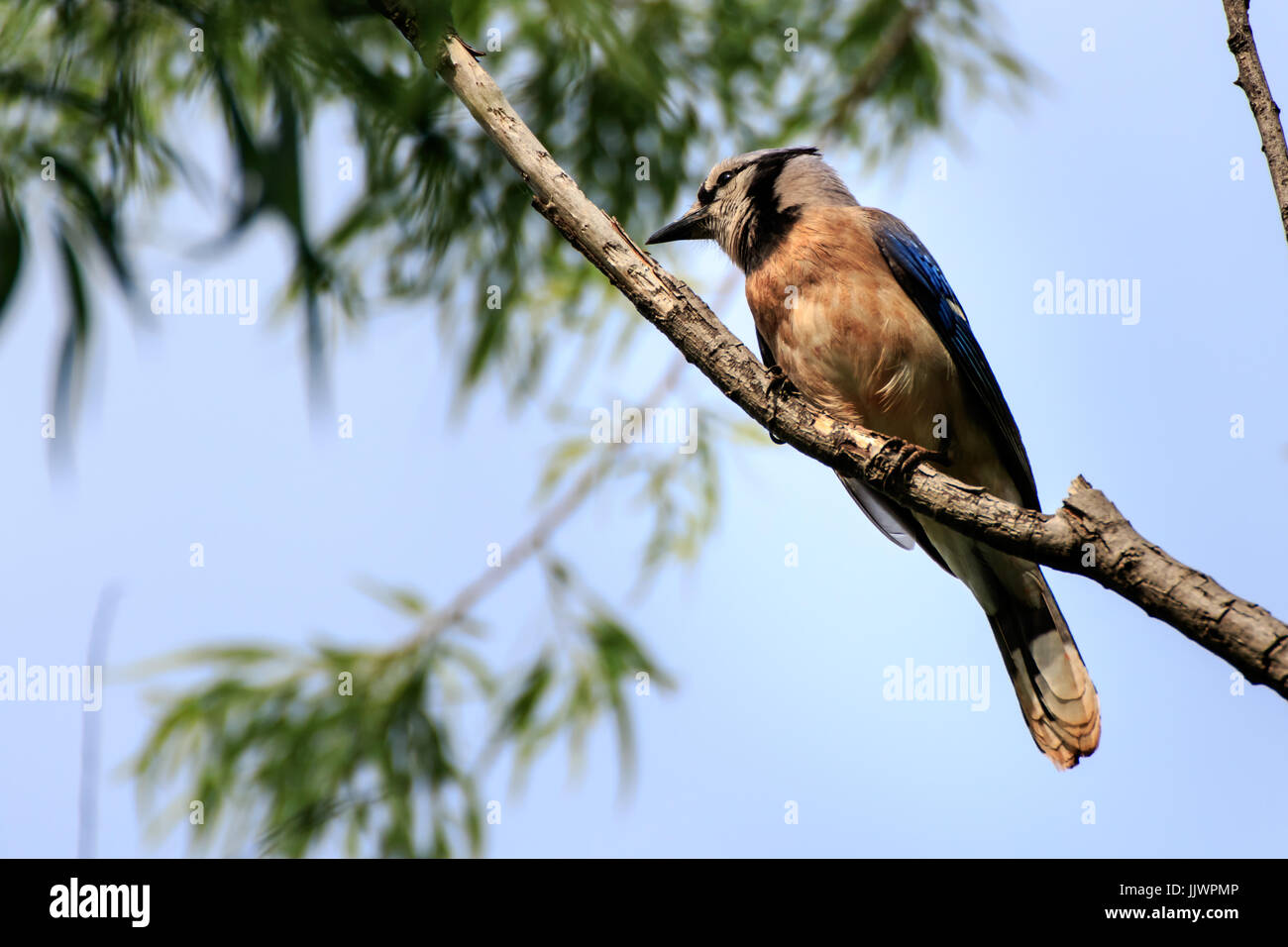 A Blue Jay sitting in a tree Stock Photo - Alamy